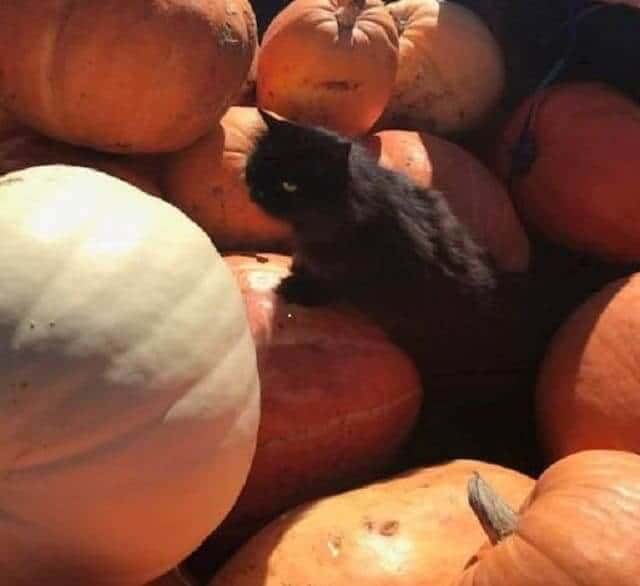 Fun Fall Activities to Do With Your Cat