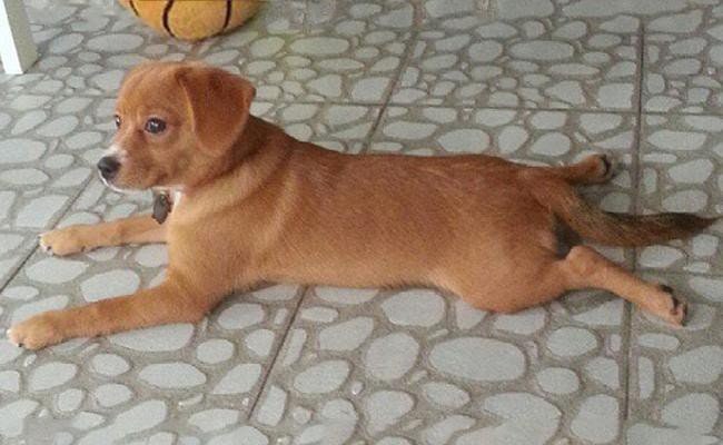 Pomeagle: The Devoted And Energetic Dog