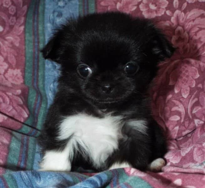 Pekachi: The Affectionate And Devoted Companion Dog
