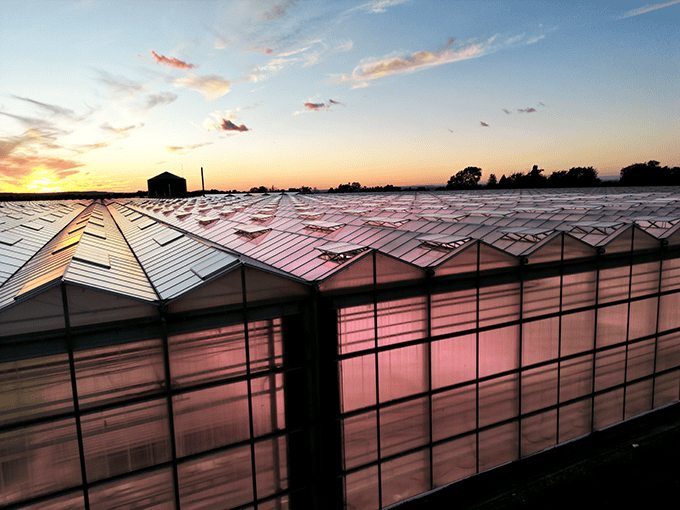 Greenhouse Tomato Trials - Netherlands