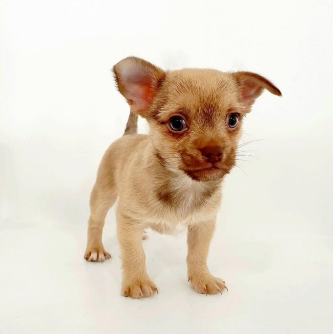 Pekachi: The Affectionate And Devoted Companion Dog