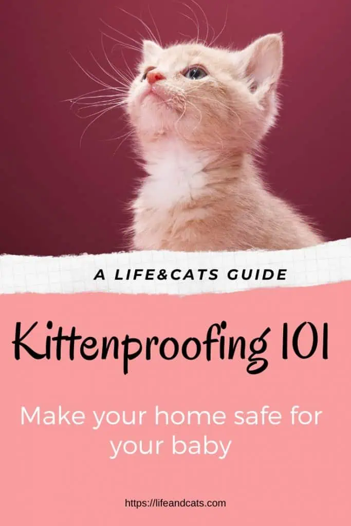 Kitten-Proofing Your Home: A Practical, Room-by-Room Safety Guide