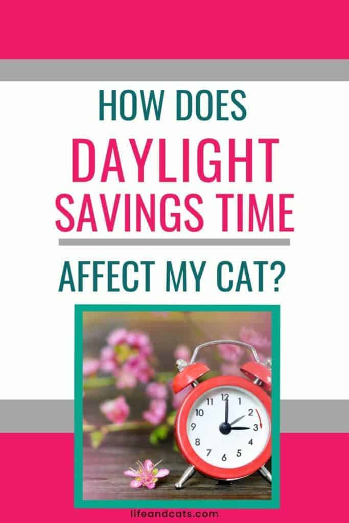 How Daylight Savings Time Affects Cats and How You Can Help