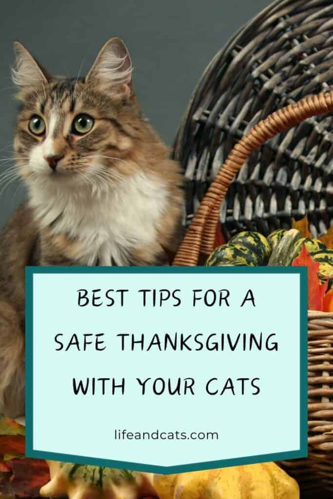 Tips for a Safe Thanksgiving with Your Cat