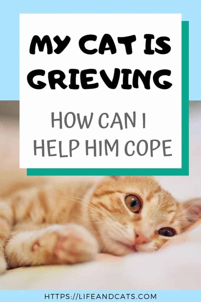 How to Help Your Grieving Cat