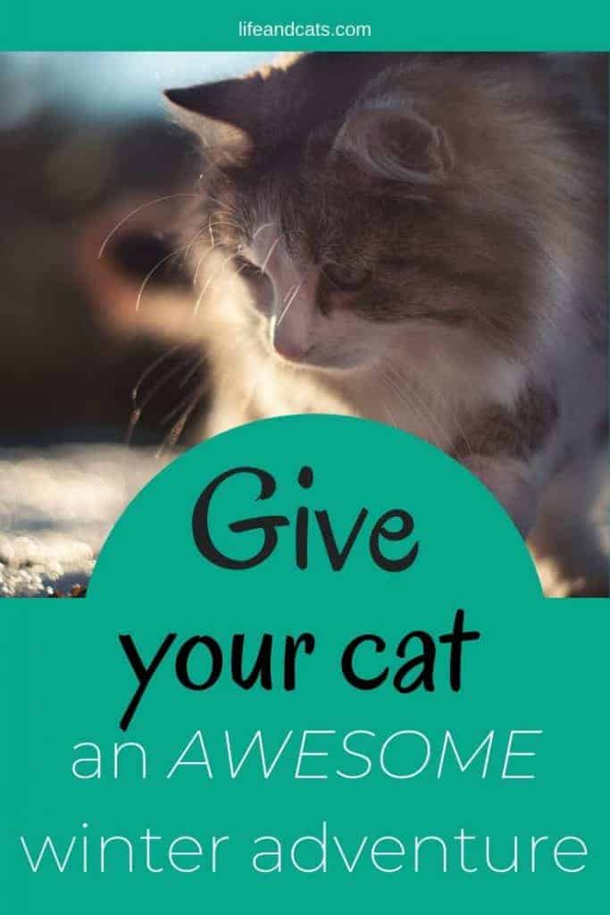 Give Your Cat an Awesome Winter Adventure
