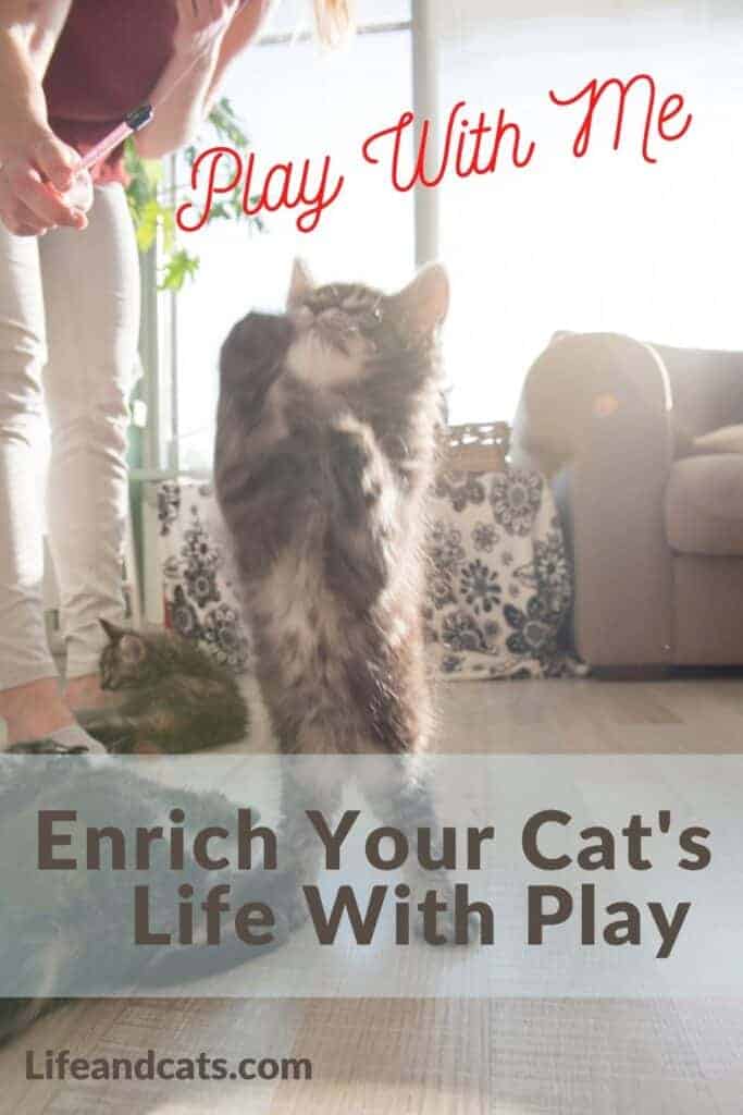 Benefits of Play for Your Cat - Life & Cats - Enrichment Activities