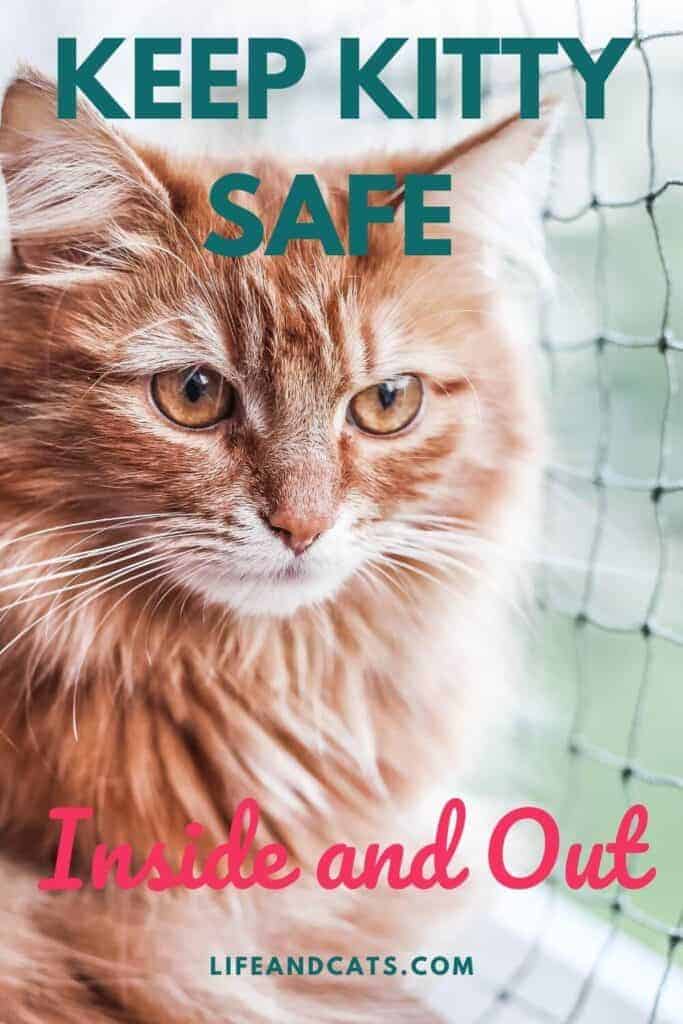 Cat Safety Tips to Keep Kitty Safe Indoors and Out