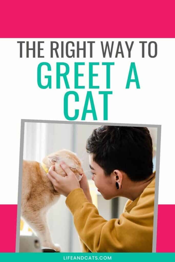Making Friends with Felines: How to Greet a Cat the Right Way