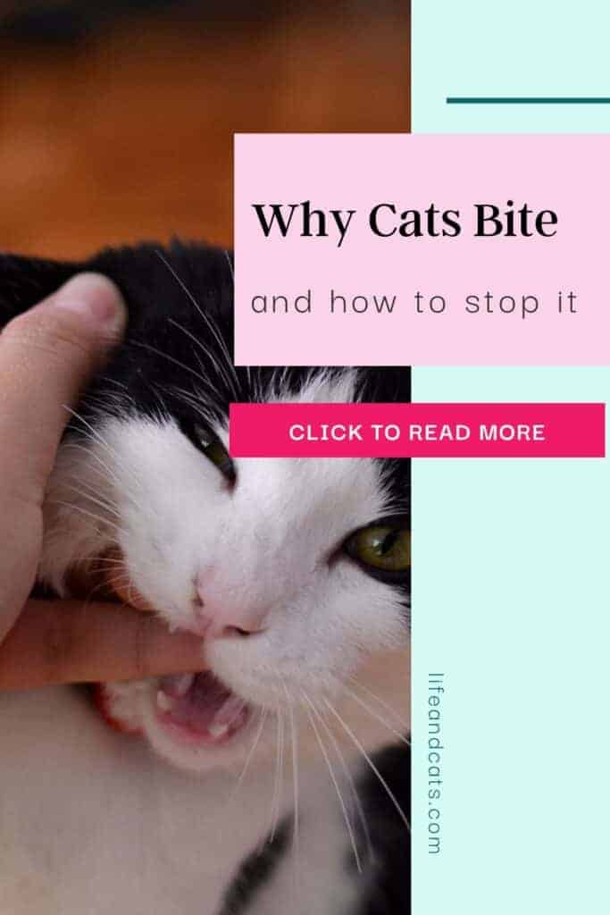 Why Cats Bite Their Owners and How to Stop it