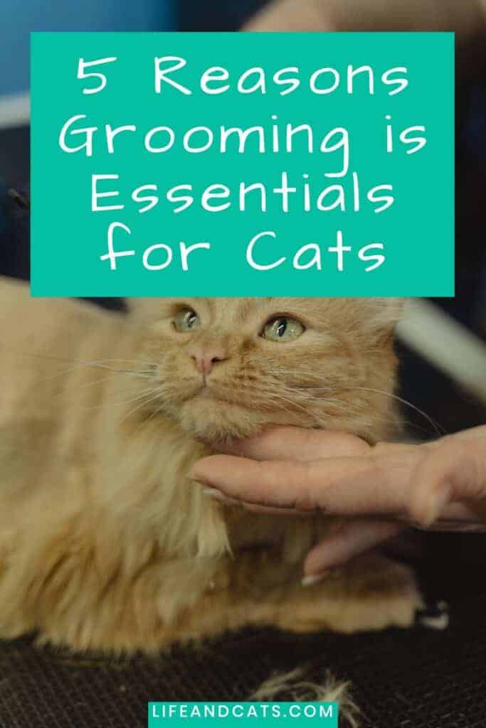 5 Reasons Why Regular Grooming Is Essential For Cats