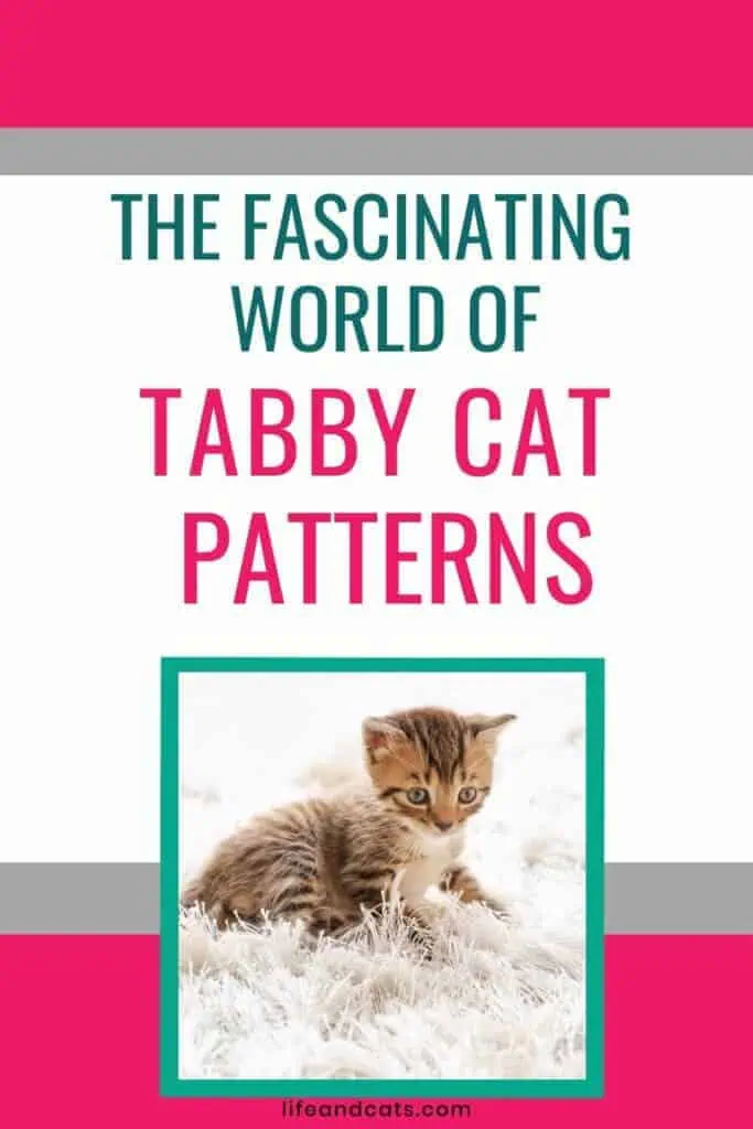 The Fascinating World of Tabby Cat Patterns