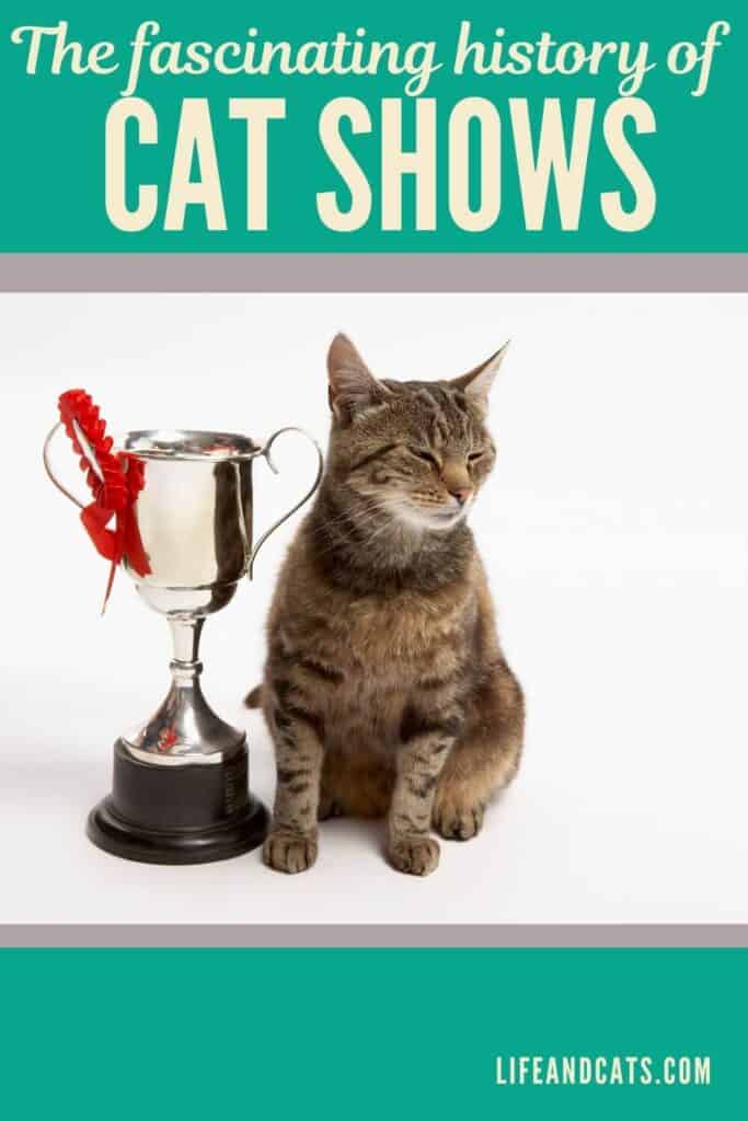 The Fascinating History of Cat Shows: From the Middle Ages to Modern ...
