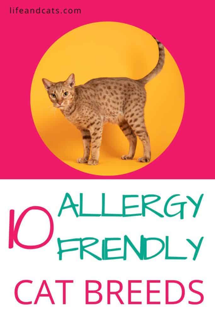 Hypoallergenic Cat Breeds: A Guide to Allergy-Friendly Felines