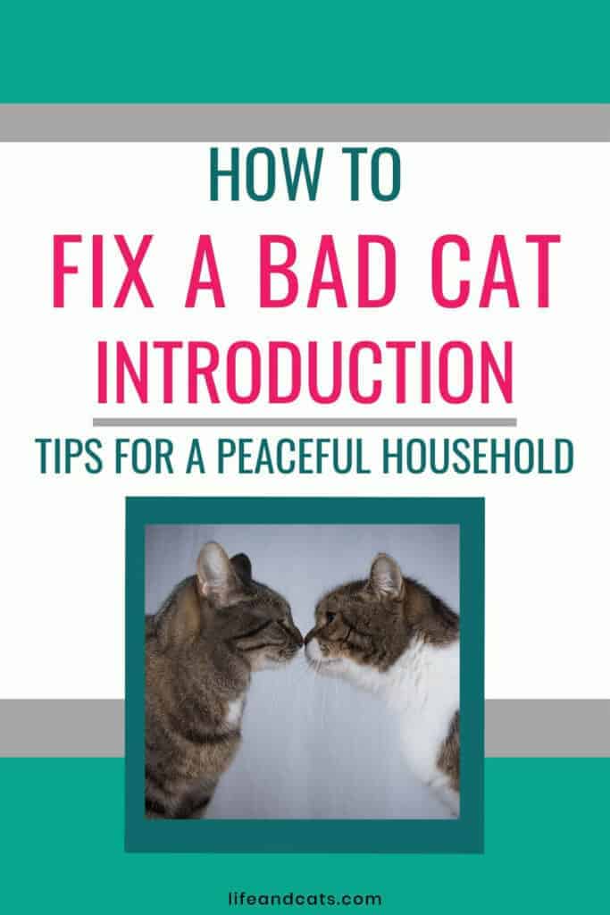 How to Fix a Bad Cat Introduction: Tips for a Peaceful Household