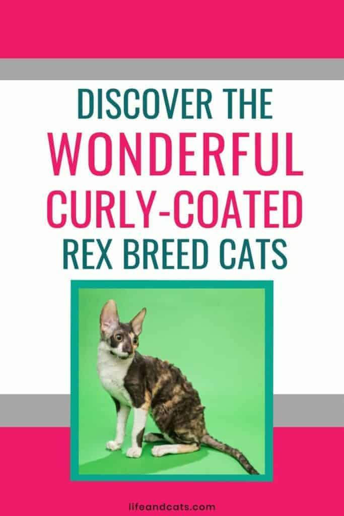 Discover the Wonder of the Curly-Coated Rex Cat Breeds