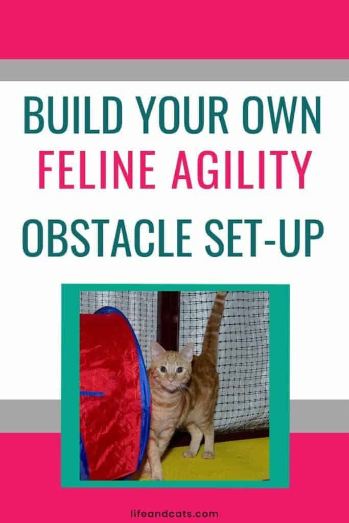 Build Your Own Feline Agility Course