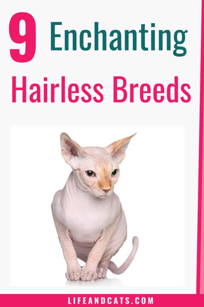 Embrace the Unique Charm of Hairless Cat Breeds