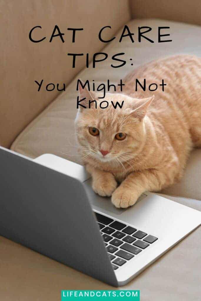 Cat Care Tips You Might Not Know: Keep Your Feline Happy and Healthy
