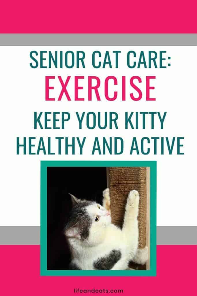 Exercise for Senior Cats: Keep Your Feline Friend Healthy