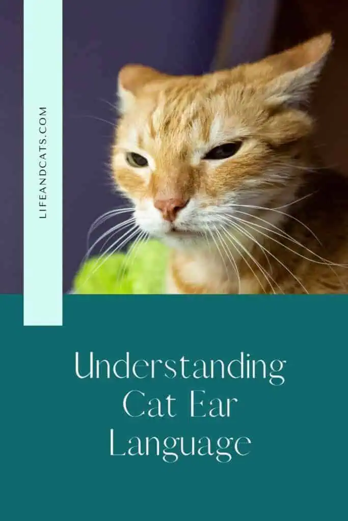 Understanding Cat Ear Language