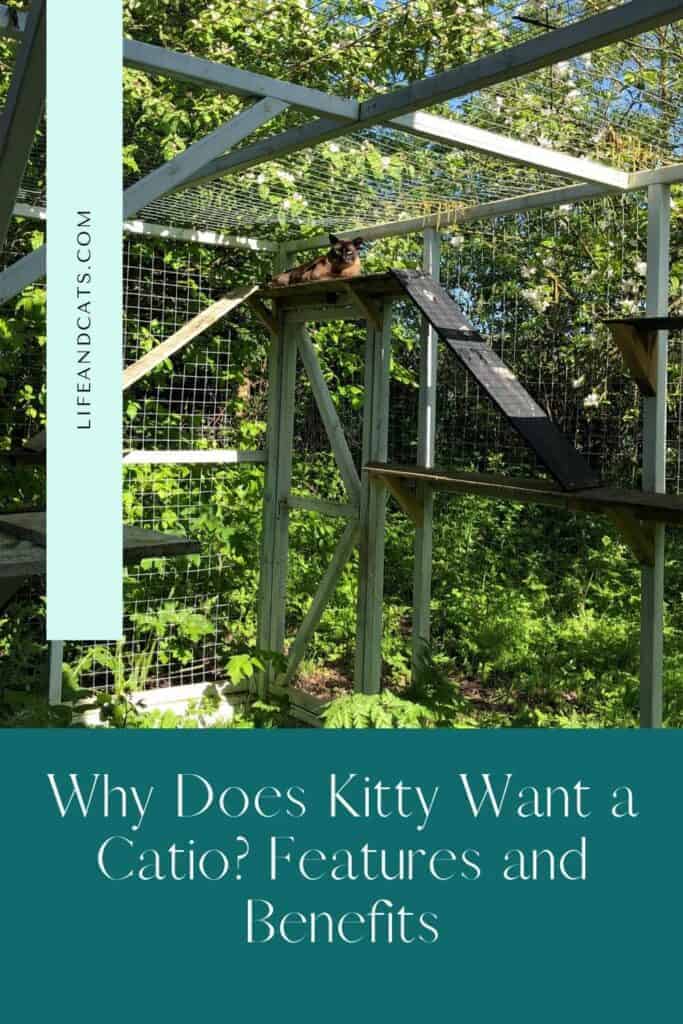 Why Your Kitty Wants a Catio
