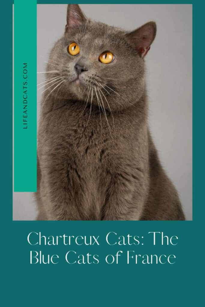 The Chartreux Cat: A Friendly and Loyal Feline Breed