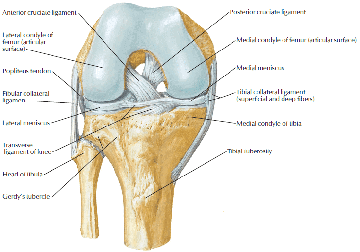 Trauma Anterior Cruciate Ligament (ACL) - Koas2Doctor