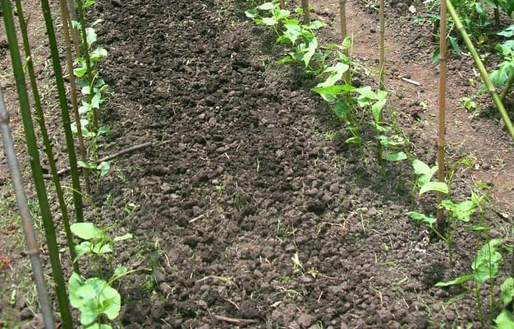 Green Beans Spacing: Tips And Tricks – Properly Rooted