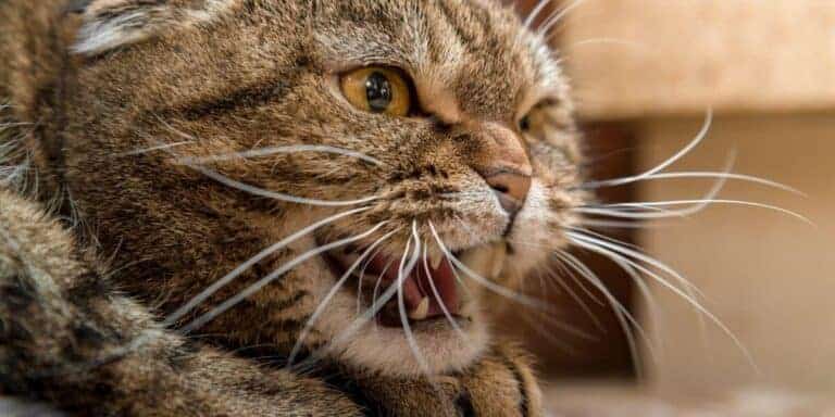 cat hissing while playing