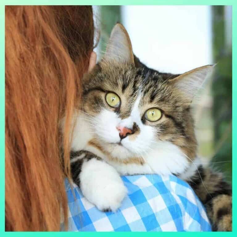 Social Enrichment for Cats