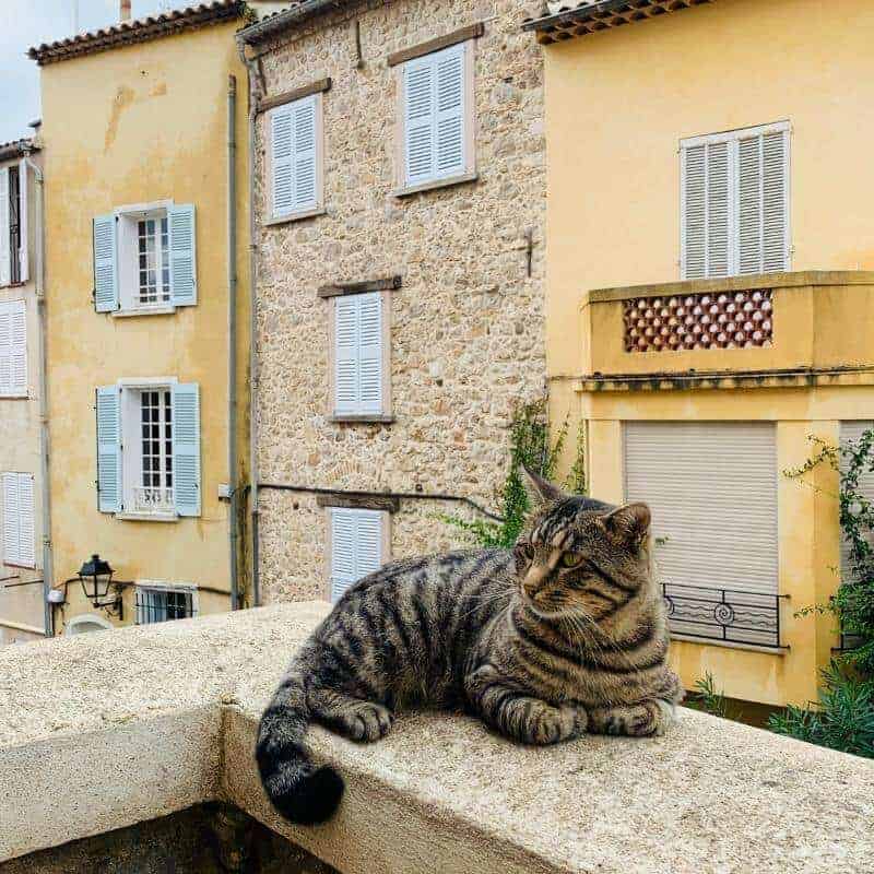 High-Rise Syndrome in Cats: Falls from High Places