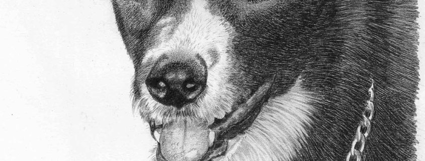 Pencil Drawing of Dog in Loving Memory | Pencil Sketch Portraits