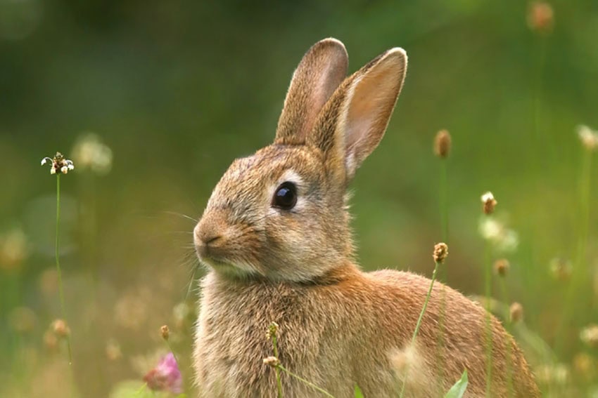 What a rabbit taught me about being an empath - Kind Earth