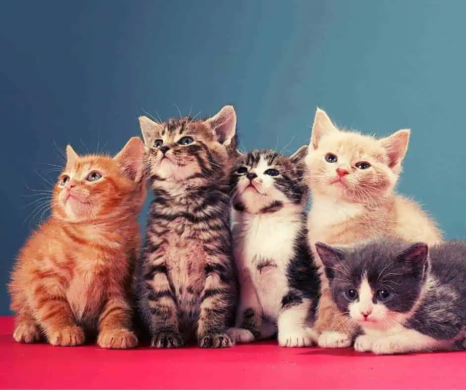 How to Choose the Right Happy, Healthy New Kitten for Your Family