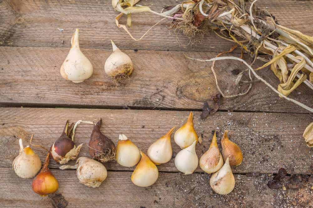 How to Store Tulip Bulbs After They Bloom