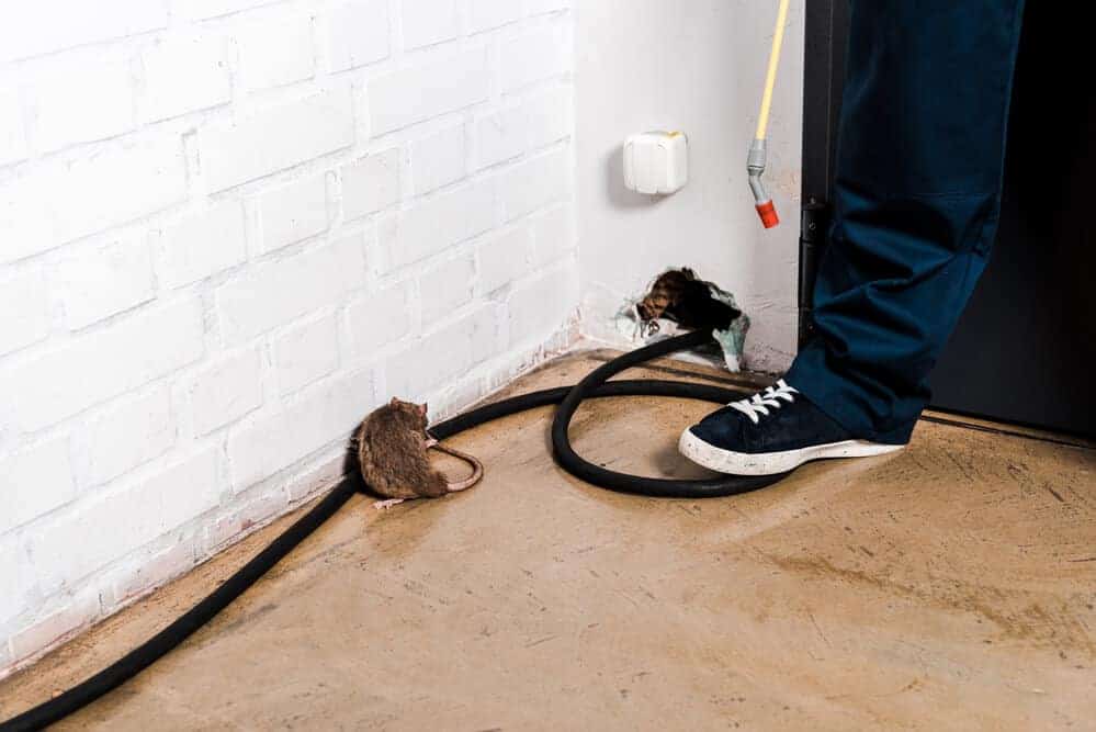 What is The Vital Role of Pest Control in Protecting Your Home?