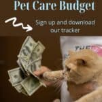 How to Plan a Budget for Your Cat