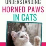 Understanding Your Cat's Horned Paws