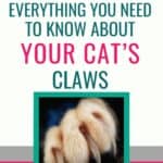 All About Your Cat's Claws: What You Need to Know