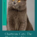 The Chartreux Cat: A Friendly and Loyal Feline Breed
