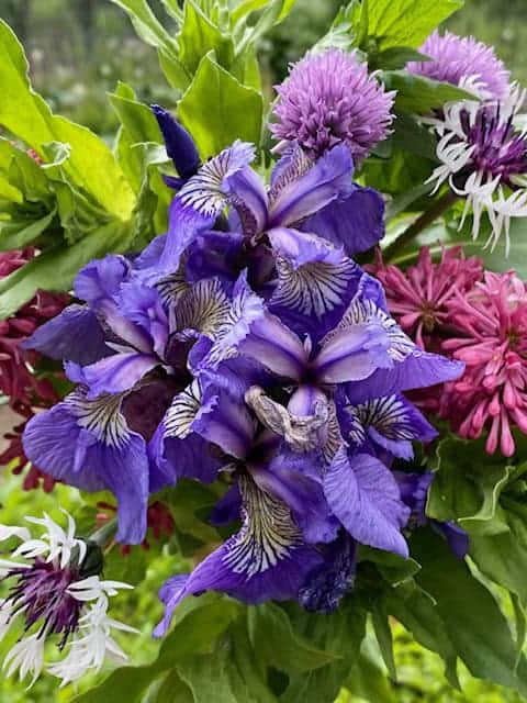 Wild Blue Iris Seed (Iris spp Versicolor/Setosa) - Seeds and Soil Farm