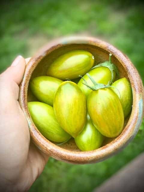 Midnight Sun Tomatoes: The Alaska Tomato Growing Masterclass (Online ...