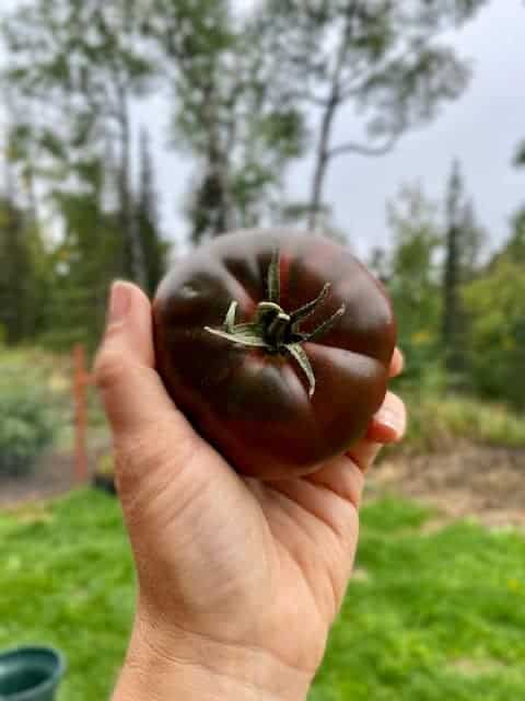 Midnight Sun Tomatoes: The Alaska Tomato Growing Masterclass (Online ...