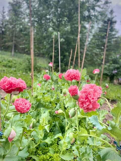 Salmon Poppy Seed (Papaver paeoniflorum) - Seeds and Soil Farm