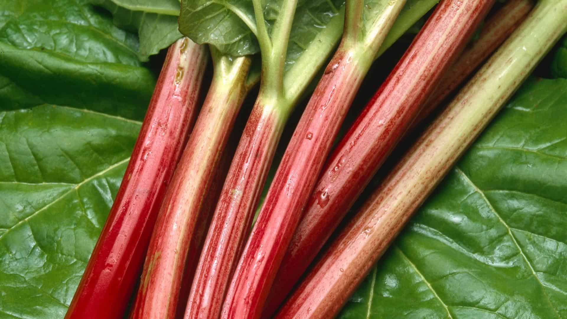 Rhubarb Victoria (Rheum rhabarbarum) - Seeds and Soil Farm