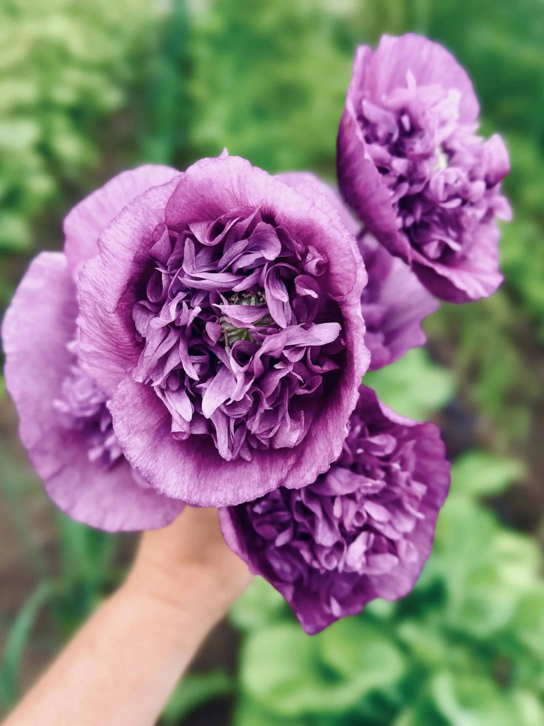 Double Purple Poppy (Papaver somniferum) - Seeds and Soil Farm