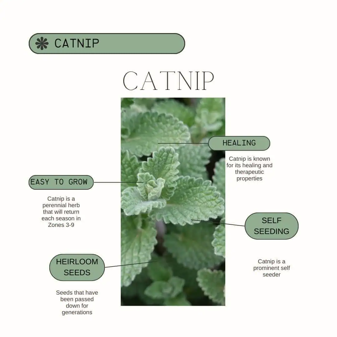Catnip Seed (Nepeta cataria) - Seeds and Soil Farm