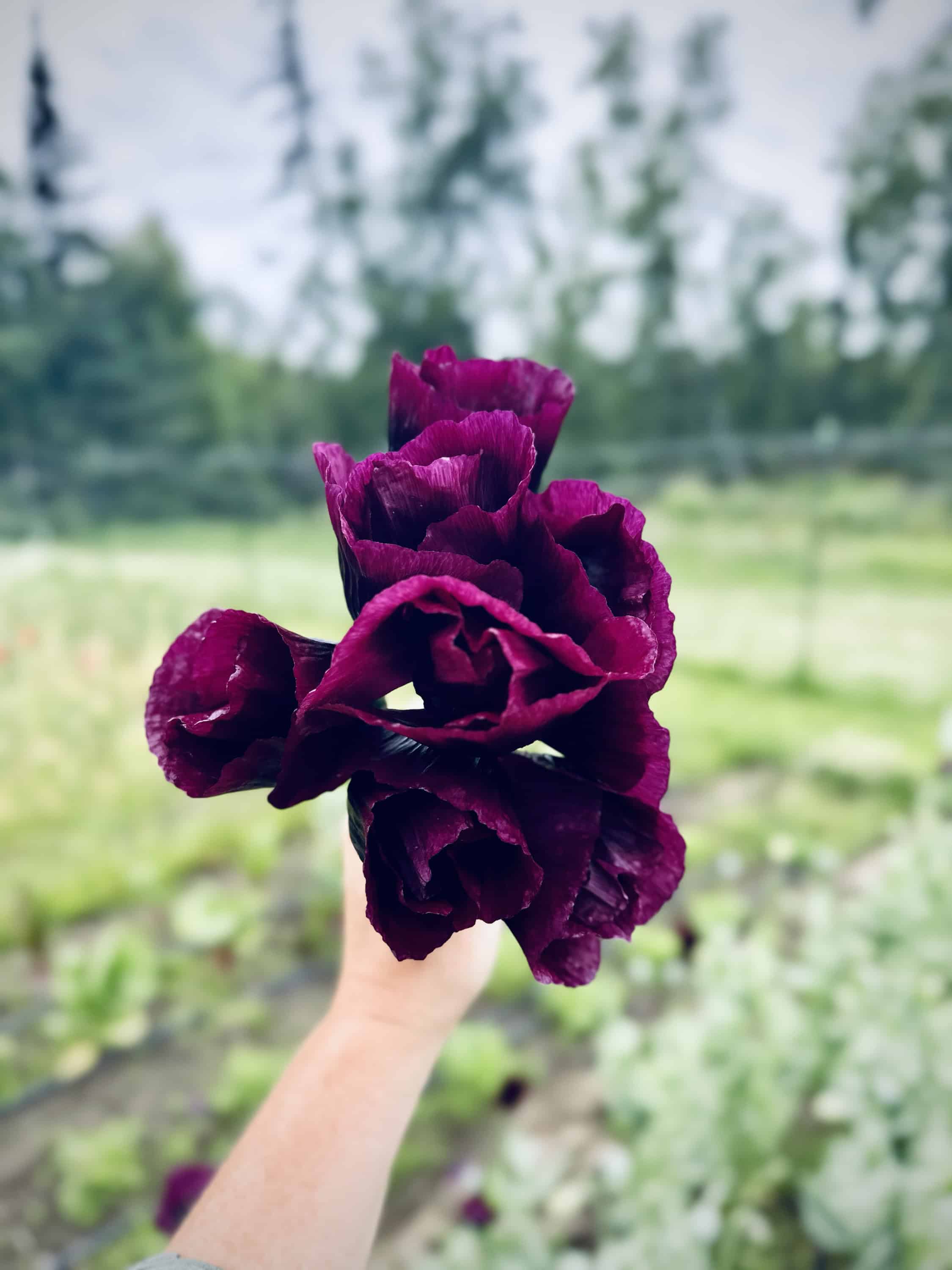 Grape Heirloom Poppy Seed (Papaver somniferum) - Seeds and Soil Farm