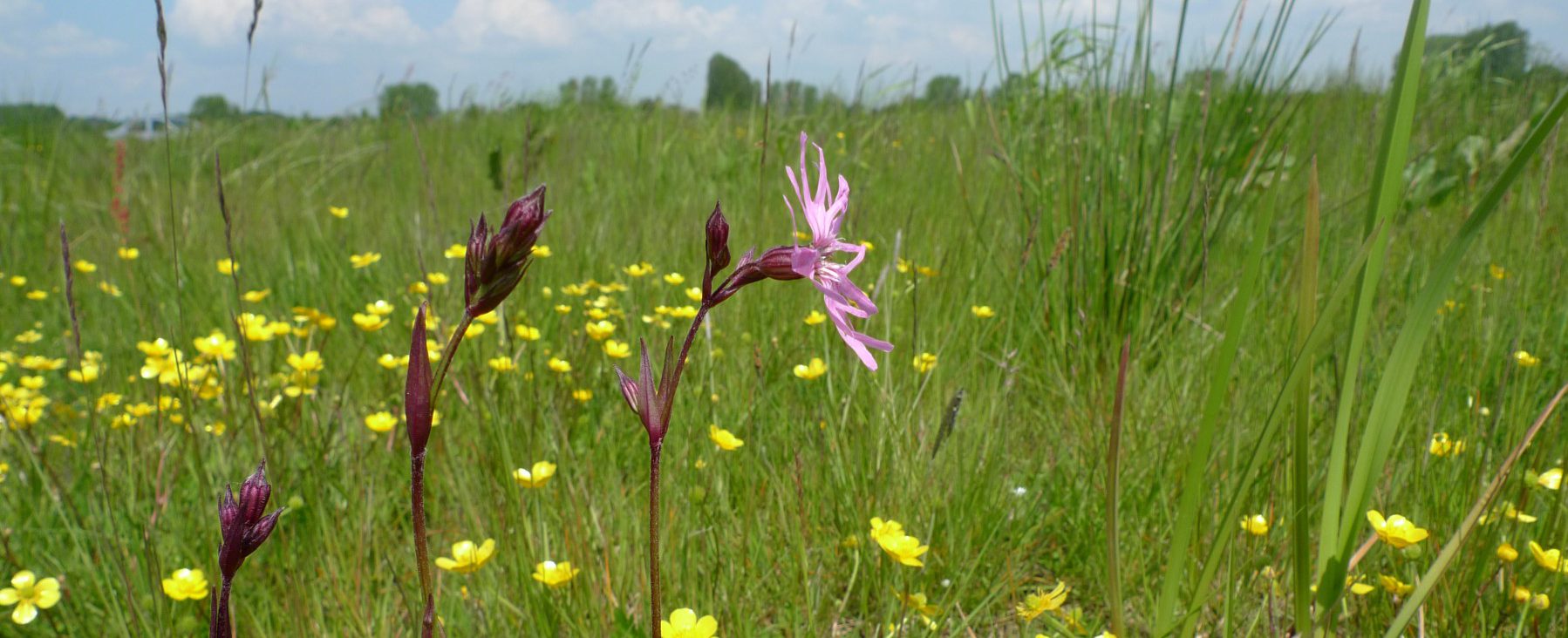 Natuur en milieu - Roelofsgroep